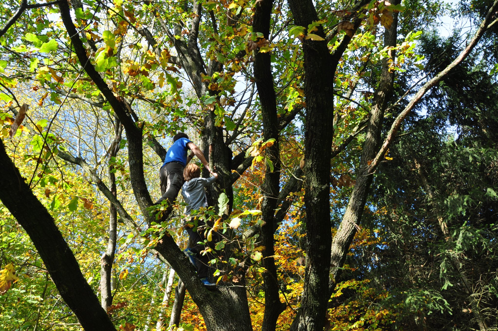 Baumklettern mit Kindern: Hoch hinaus mit Flow-Gefühl