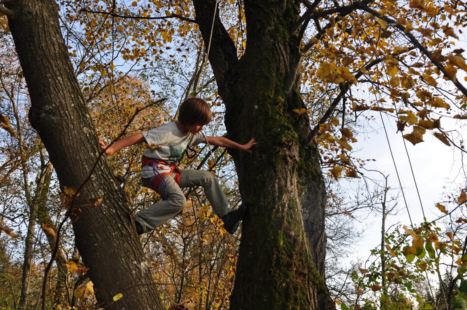 Baumklettern mit Kindern: Hoch hinaus mit Flow-Gefühl